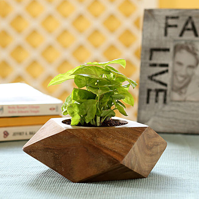Buy/Send Syngonium Plant In Sheesham Wood Planter Online- FNP
