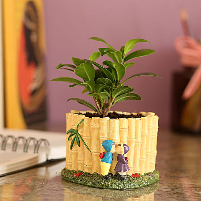 Buy/Send Ficus Compacta In Yellow Ceramic Pot Online- FNP