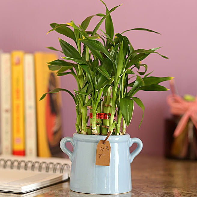 Buy/Send 2 Layer Bamboo In Blue Ceramic Pot Online- FNP