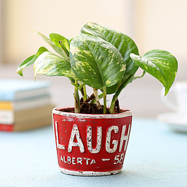 Buy/Send Red Pot of Money Plant Online- FNP