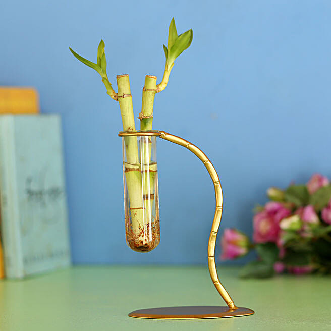 Buy/Send Bamboo Sticks In Designer Frame Online- FNP