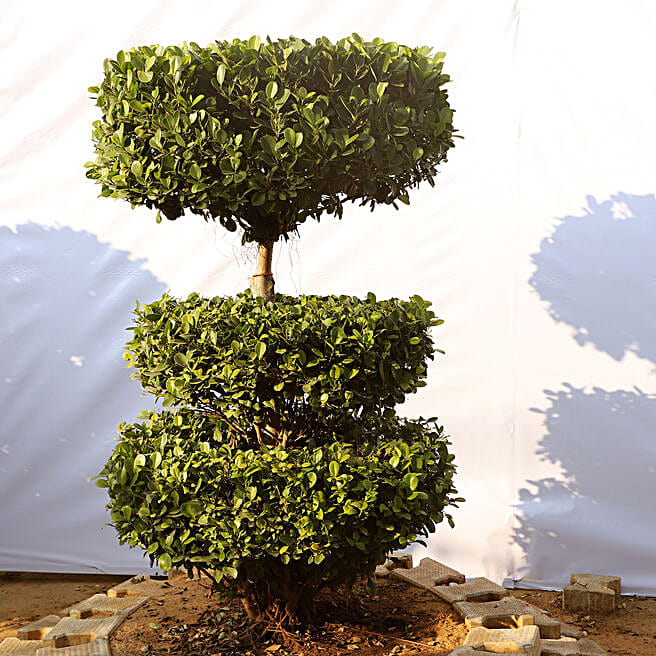 Buy/Send Tri-Layer Ficus Bonsai Plant Online- Ferns N Petals
