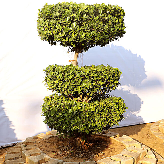 Buy/Send Tri-Layer Ficus Bonsai Plant Online- Ferns N Petals