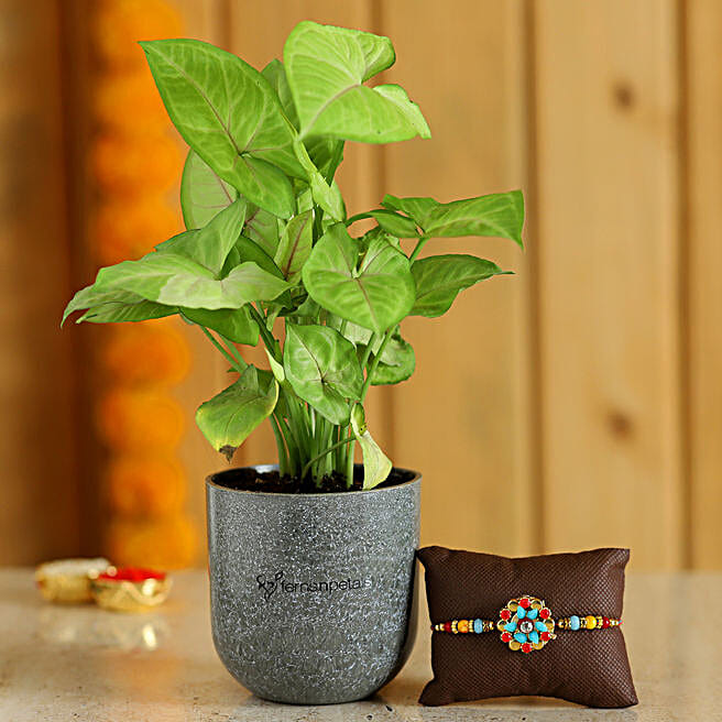 Buy/Send Designer Blue Flower Rakhi & Syngonium Plant Combo Online- FNP