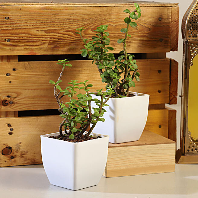 Buy/Send Jade Plant White Pot Combo Online- FNP