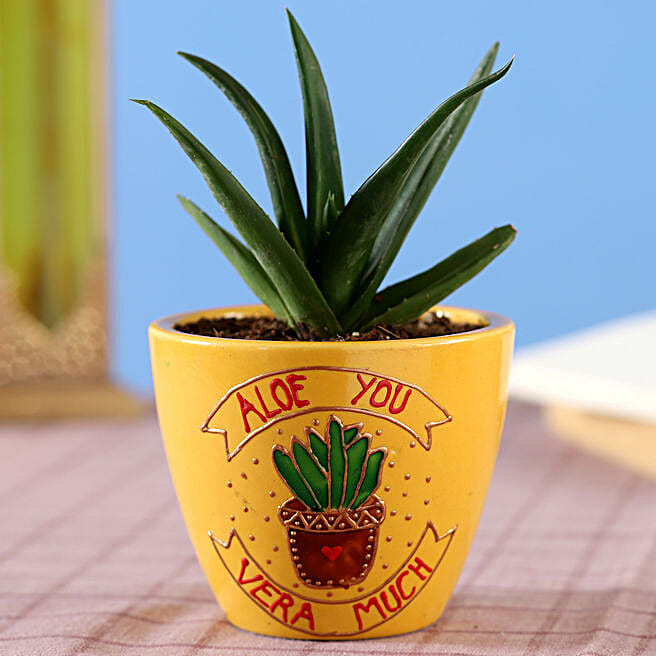 Buy/Send Mini Aloe Vera Plant in Hand painted Planter Online- FNP