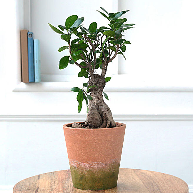 Buy/Send Ficus Bonsai In Conical Melamine Pot Online- FNP