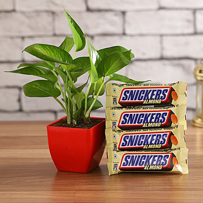 Buy/Send Almond Snickers & Money Plant Online- FNP