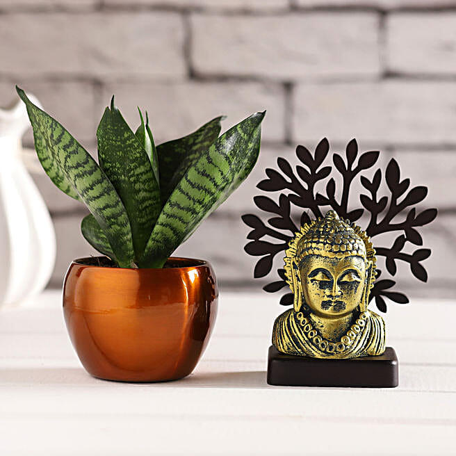 Buy/Send Buddha Taj Idol & Sansevieria Plant Online- FNP
