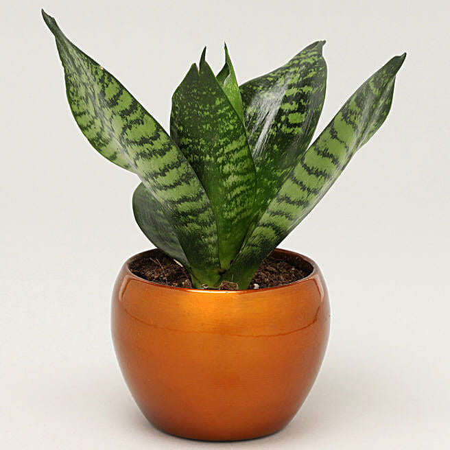 Buy/Send Buddha Taj Idol & Sansevieria Plant Online- Ferns N Petals