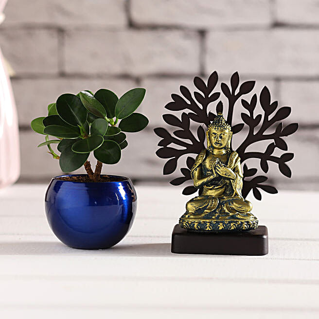 Buy/Send Namaste Buddha Idol & Ficus Compacta Online- FNP