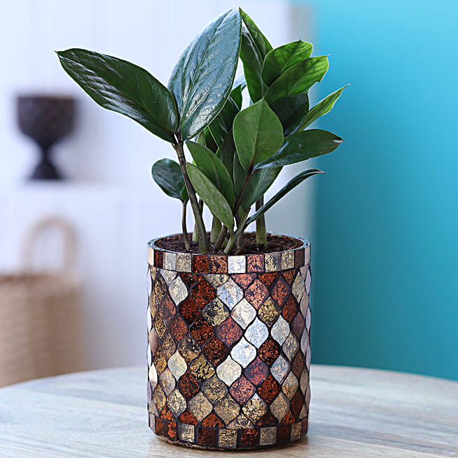 Buy/Send Zamia Plant In Diamond Cut Planter Online- FNP