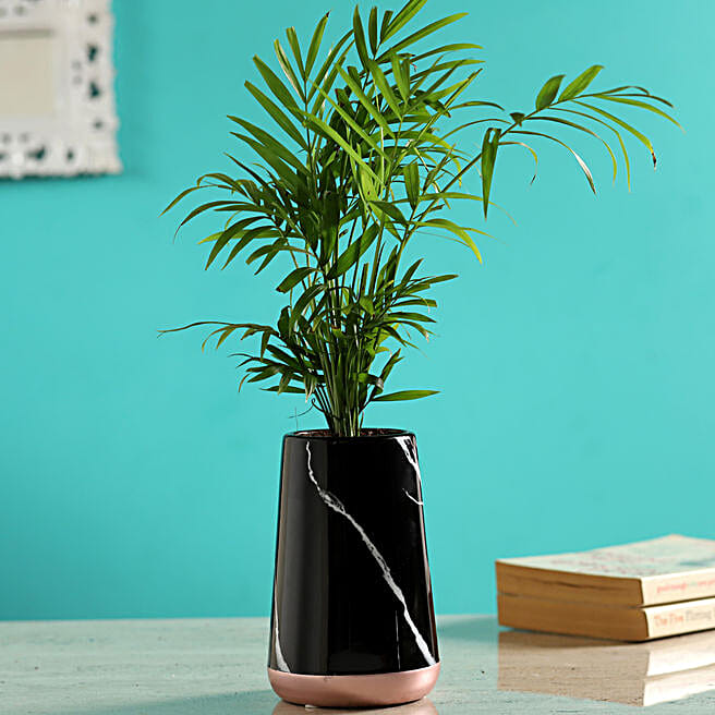 Buy/Send Chamaedorea Plant In White Ceramic Shaded Pot Online- FNP