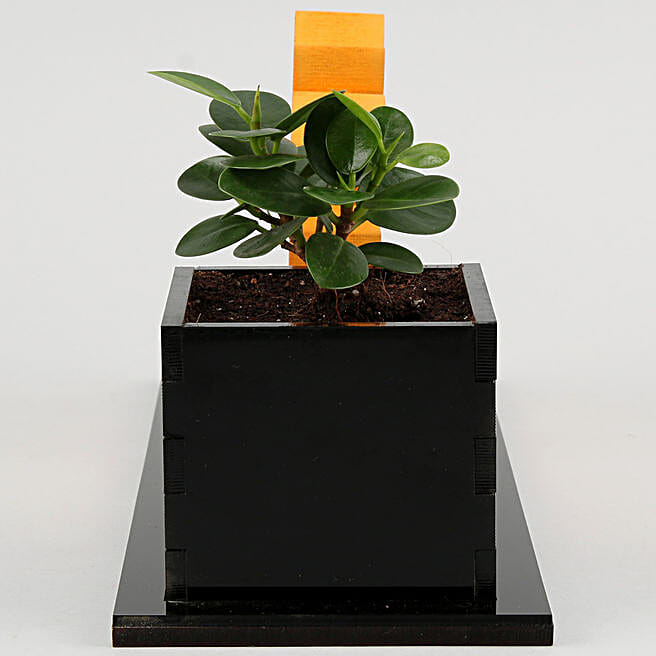 Buy/Send Ficus Compacta Plant In Shubh Deepawali Planter Online- Ferns ...