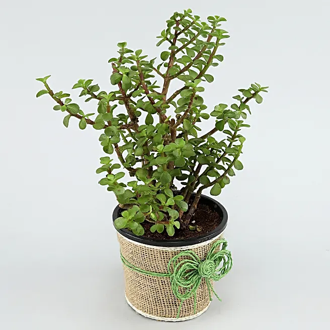 Buy/Send Jade Plant & Pink Rose Bouquet Online- Ferns N Petals