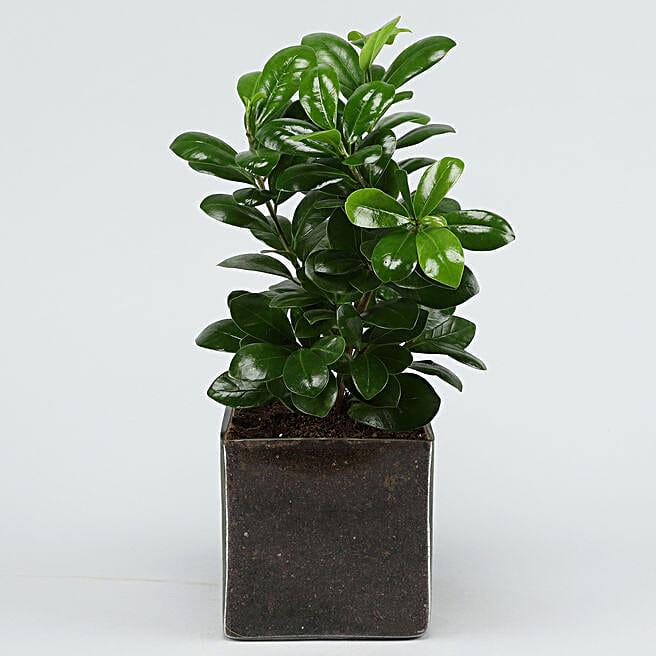 Buy/Send Supple Ficus Compacta Plant Online- Ferns N Petals