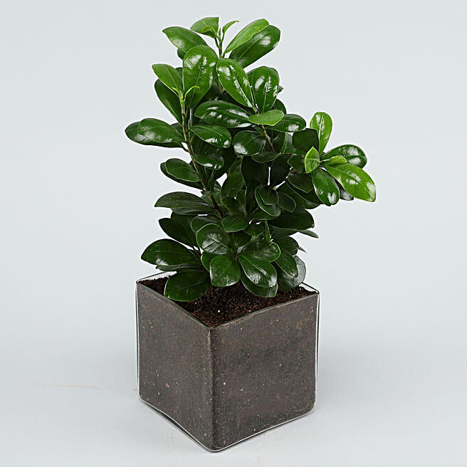 Buy/Send Supple Ficus Compacta Plant Online- Ferns N Petals