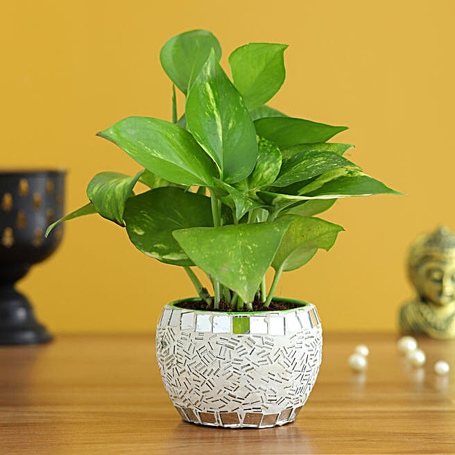 Buy Money Plant Online in India | Same Day Delivery | FNP