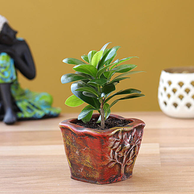 Buy/Send Ficus Compacta Plant In Resin Pot Online- FNP