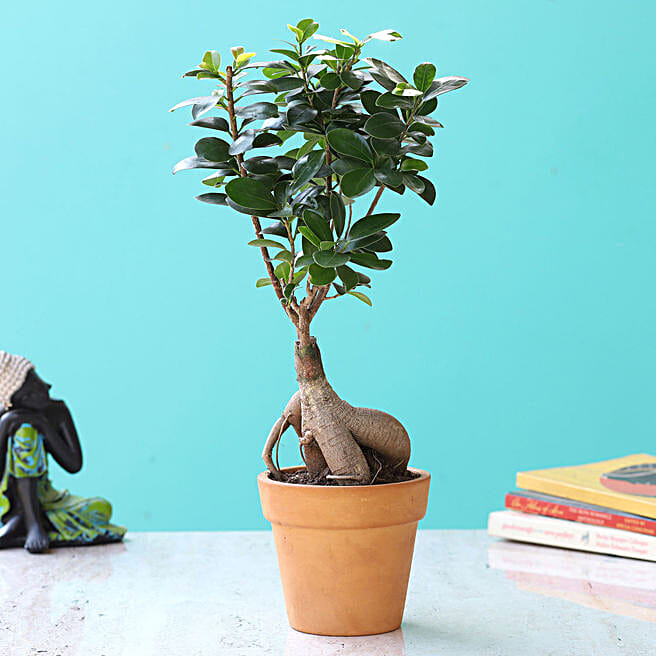 Buy/Send Ficus Bonsai In Terracotta Pot Online- FNP