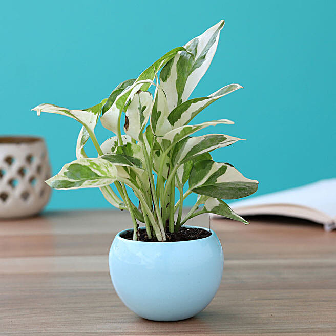 Buy/Send White Pothos In Sky Blue Metal Pot Online- FNP