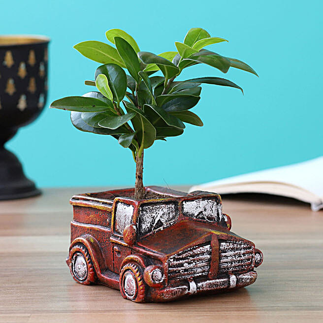 Buy/Send Ficus Compacta Plant In Resin Jeep Pot Online- FNP