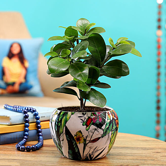 Buy/Send Ficus Compacta Plant In Tree Printed Pot Online- FNP