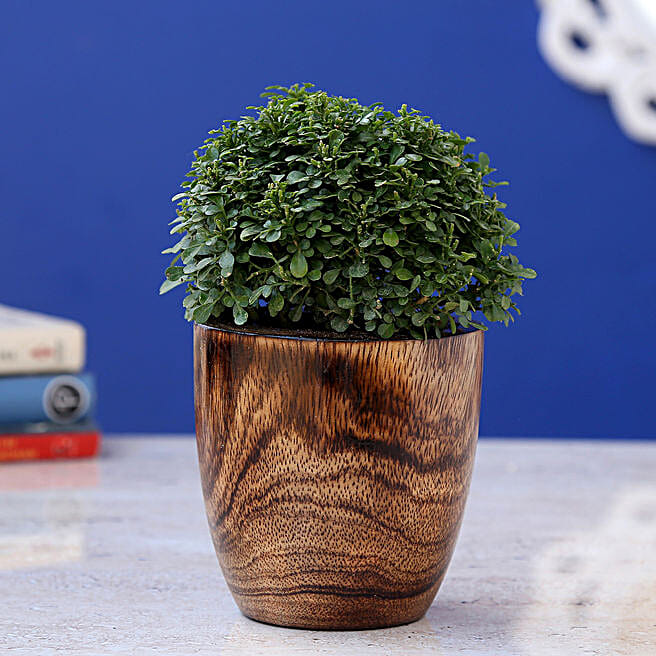 Buy/Send Table Kamini Plant In Rustic Wood Planter Online- FNP