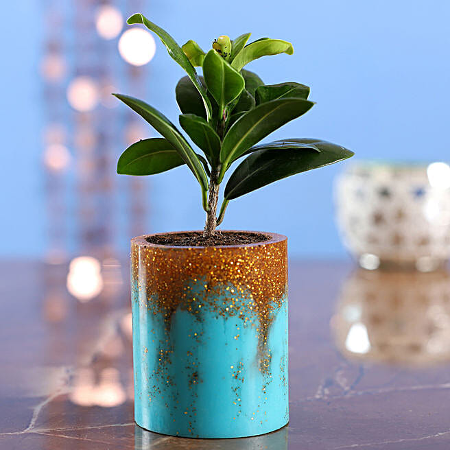 Buy/Send Ficus Compacta Plant In Teal Blue Pot Online- FNP