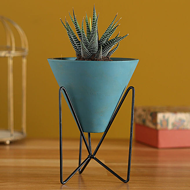 Buy/Send Haworthia Plant In Triangular Pot With Stand Online- FNP