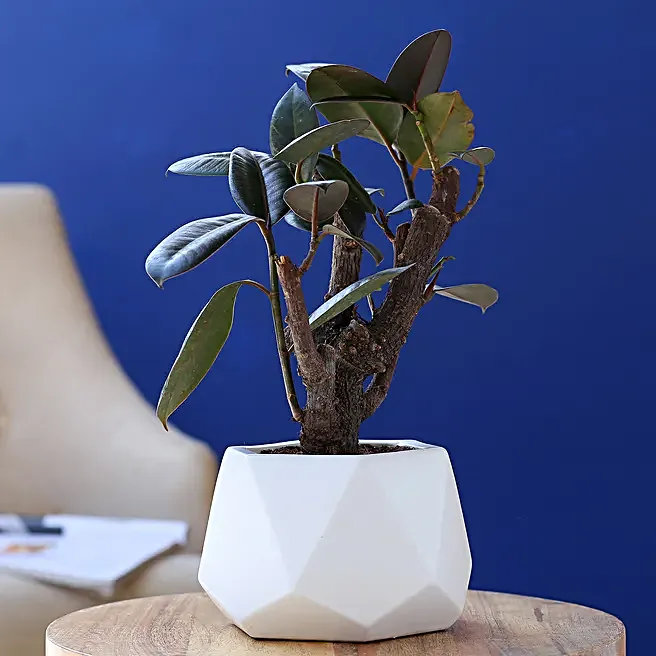 Buy/Send Rubber Bonsai Plant In Octa Shape Melamine Pot Online- FNP