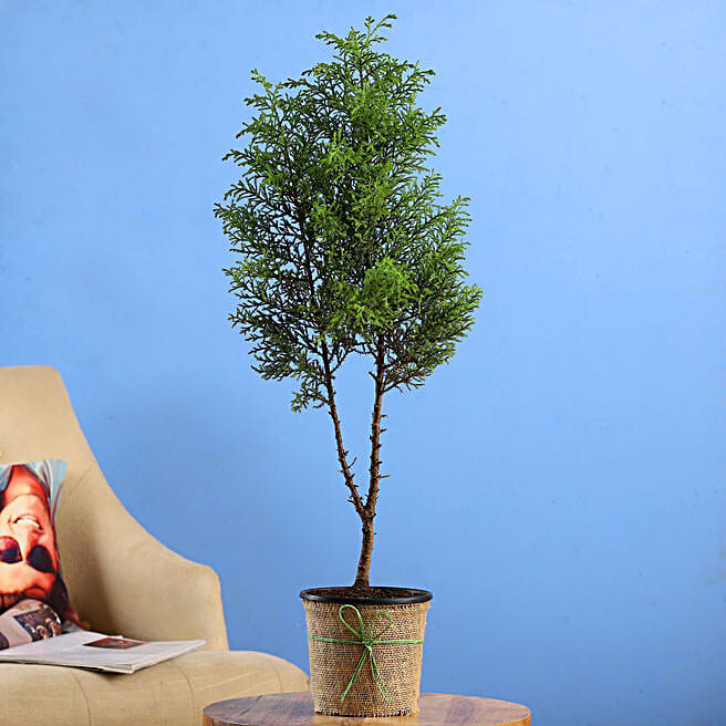 Buy/Send Cyprus Plant In Black Nursery Pot Online- FNP