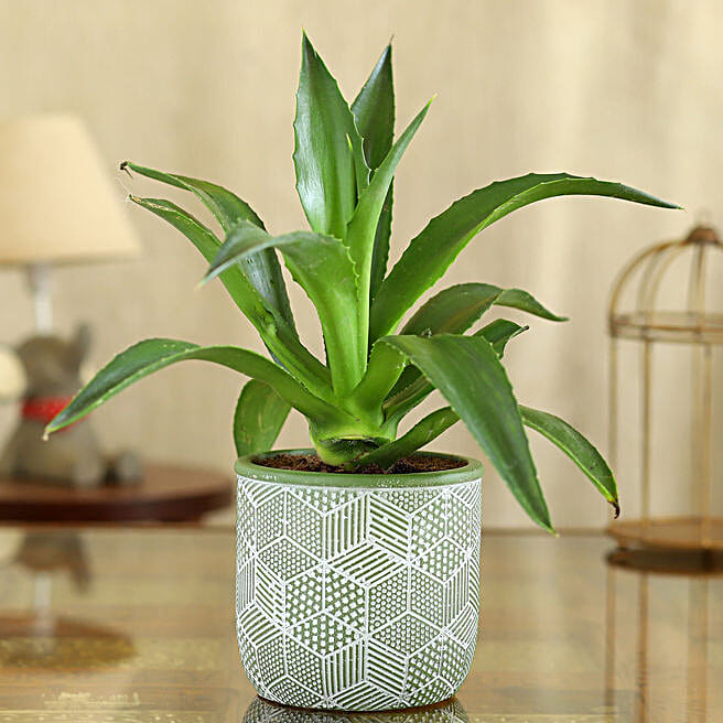 Buy/Send Lotus Cactus Plant In Green & White Ceramic Pot Online- FNP