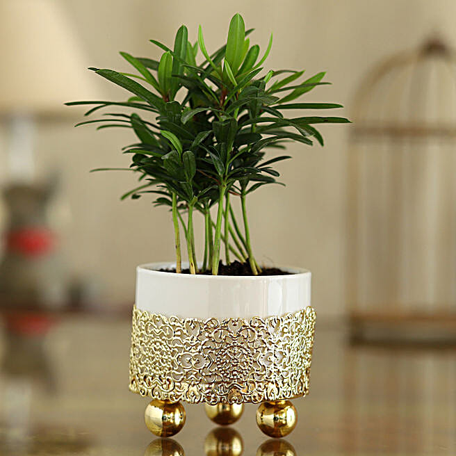 Buy/Send Podocarpus Plant In White Ceramic Pot With Golden Stand Online ...