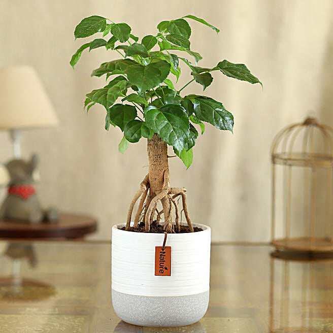 Buy/Send Radermachera Plant In White & Grey Strip Pot Online- FNP