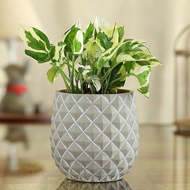 Buy/Send White Pothos Plant In Grey & White Oval Pot Online- FNP