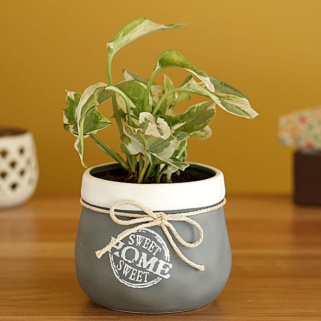 Buy/Send White Pothos Plant In Grey & White Ceramic Planter Online- FNP
