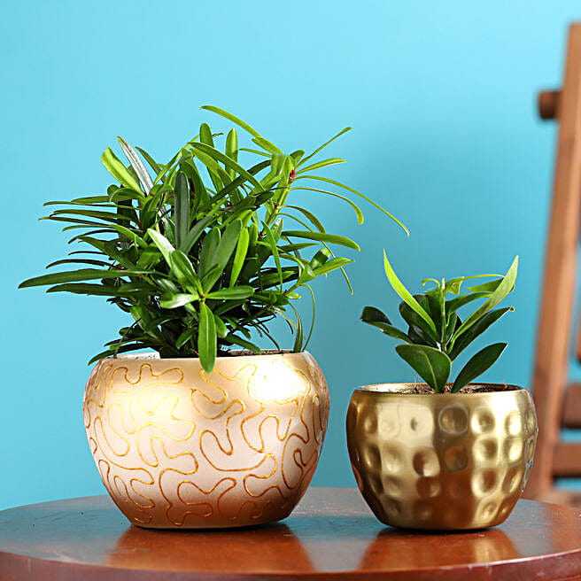 Buy/Send Podocarpus & Ficus Compacta Plant Combo In Metal Pot Online- FNP