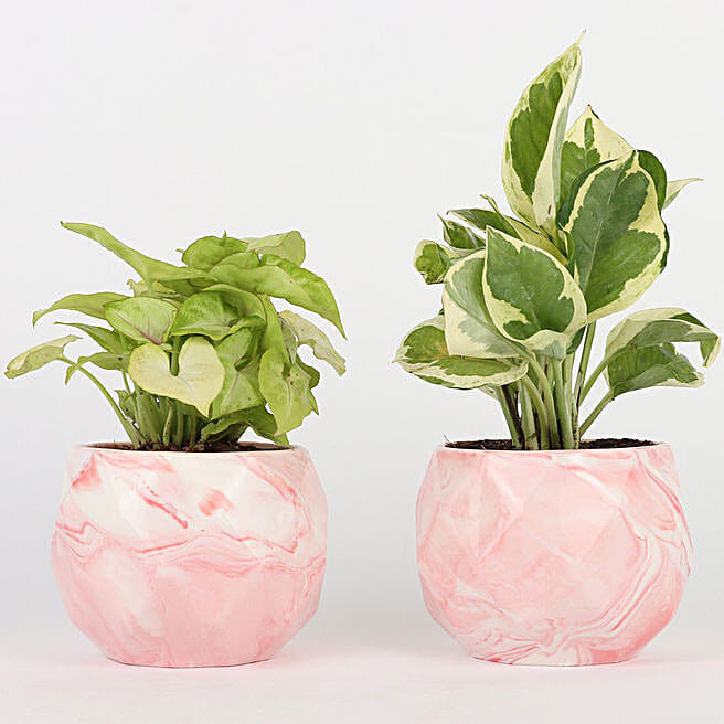 Buy/Send syngonium n white pothos plant in pink ceramic pot Online- FNP