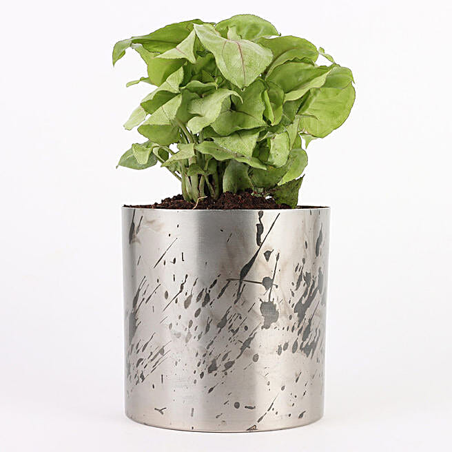 Buy/Send syngonium plant in silver metal pot 4 x 3 8 inches Online- FNP