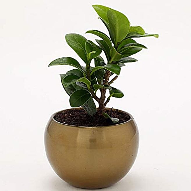 Buy/Send ficus compacta plant in brass metal pot Online- FNP