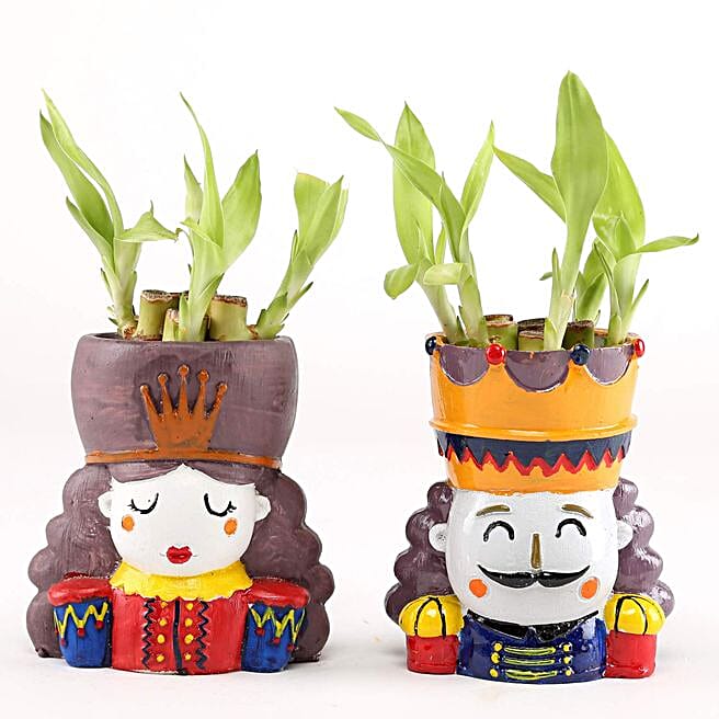 Buy/Send plants live indoor king queen pot 3 x 3 inches Online- FNP