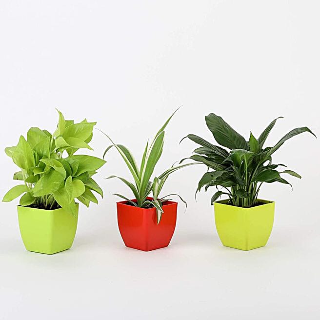 Buy/Send set of 3 plant in multi color plastic pot Online- FNP