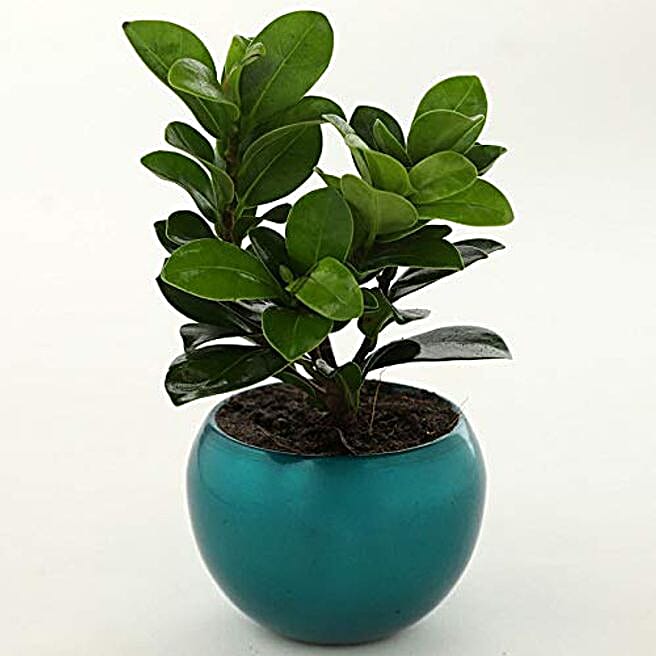 Buy/Send ficus compacta plant in tpr blue metal pot Online- FNP