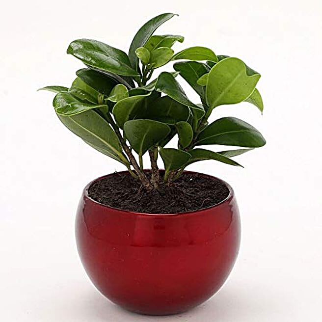 Buy/Send mp ficus compacta plant in red metal pot Online- FNP