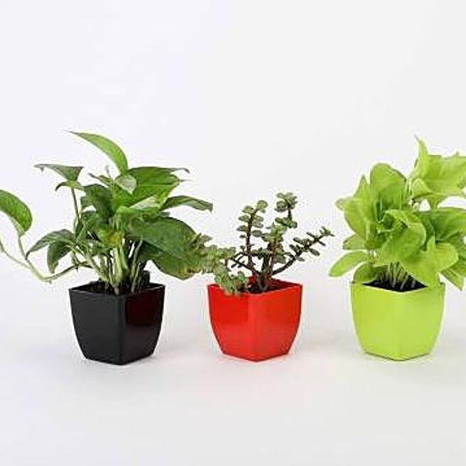 Buy/Send set of 3 multi color pot with plant Online- FNP