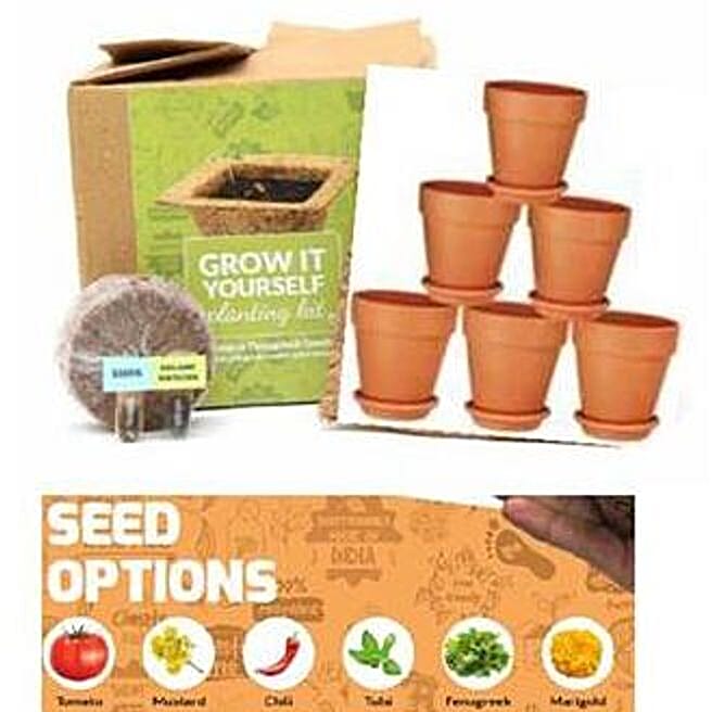 Buy/Send Corp DIY Plant Kit Online- FNP