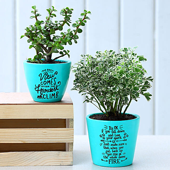 Buy/Send Jade & Aralia Plant In Handpainted Aqua Green Pots Online- FNP