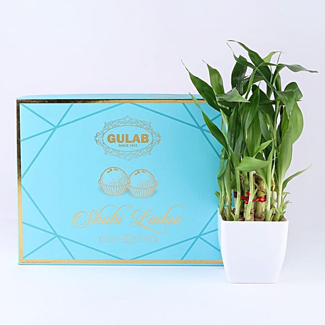 Buy/Send gulab shahi ladoo with 2 layer white pot Online- Ferns N Petals