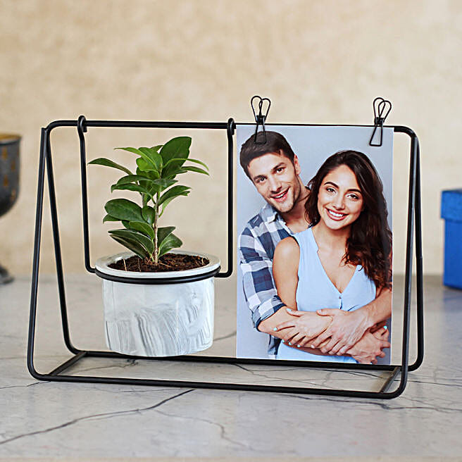 Buy/Send Ficus Compacta Plant Black Hanging Stand & Photo Clips Online- FNP